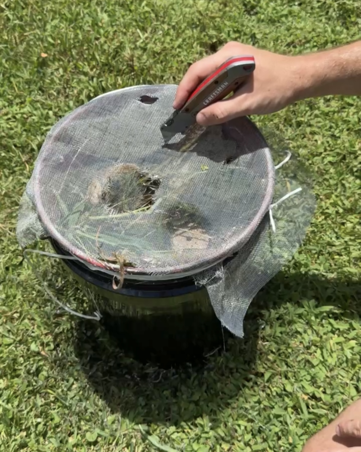 How To Get Rid of Mosquitos in Your Yard - The Buc Haus